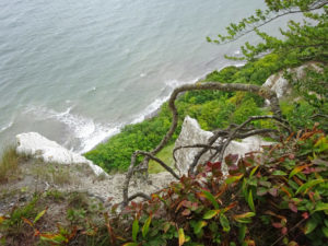 Kreidefelsen Rügen: Wandern von Sassnitz zum Königsstuhl - Inseln zum ...